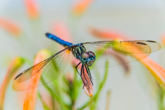 Libélula Alas Insecto - Foto gratis en Pixabay - Pixabay