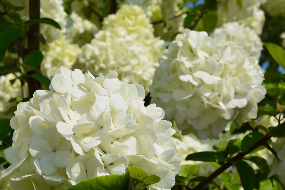 Hydrangea Bunga-Bunga Tanaman - Foto gratis di Pixabay