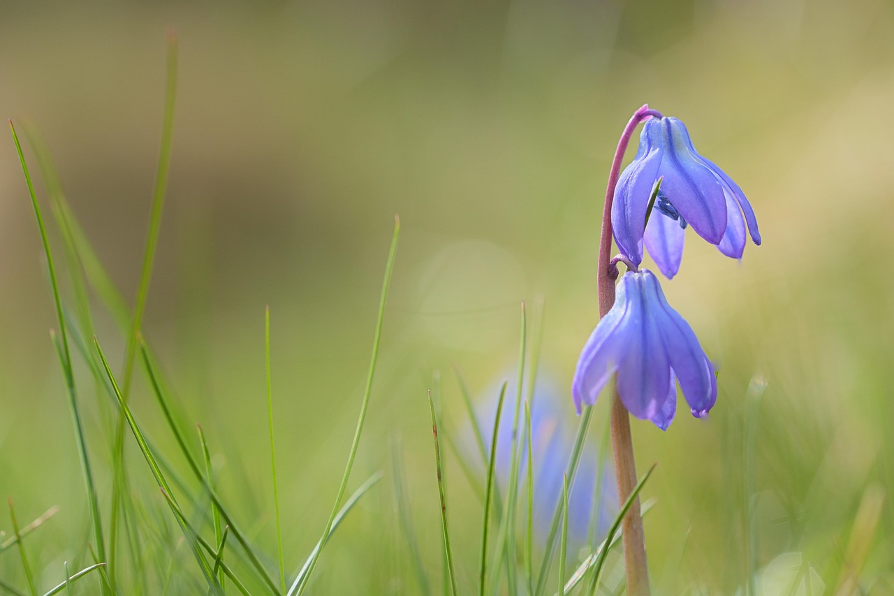 Fleurs Plantes Prairie - Photo gratuite sur Pixabay - Pixabay