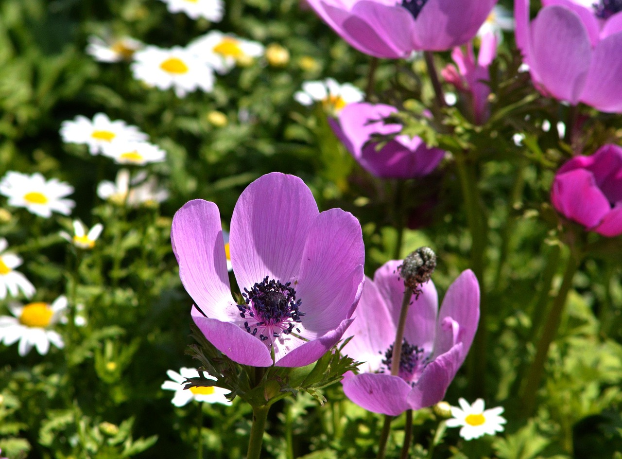 Violetit Kukat Vakiotyyppi - Ilmainen valokuva Pixabayssa - Pixabay