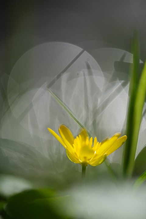 Ficaria Scharbockskraut ラヌキュラセア - Pixabayの無料写真