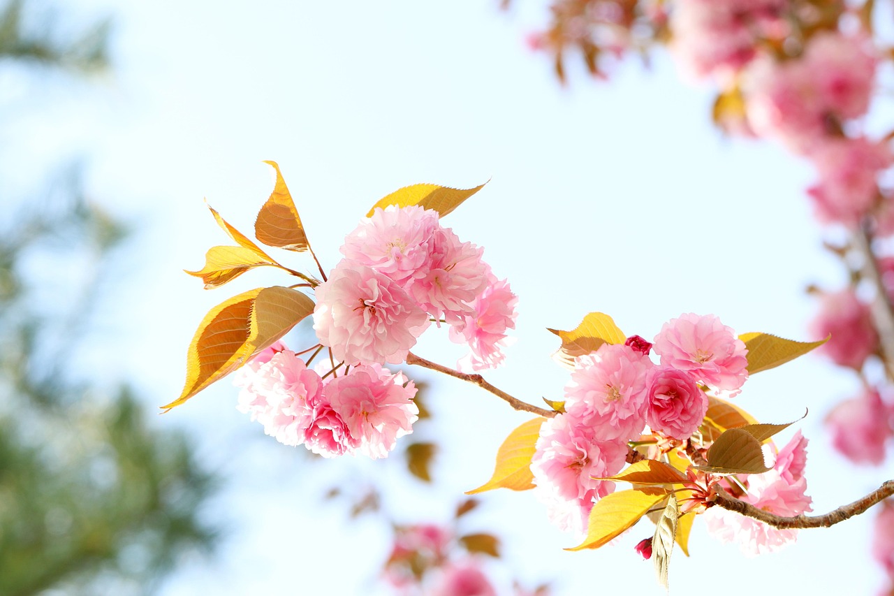 70+ Free Cherry Blossom Forest & Forest Images - Pixabay