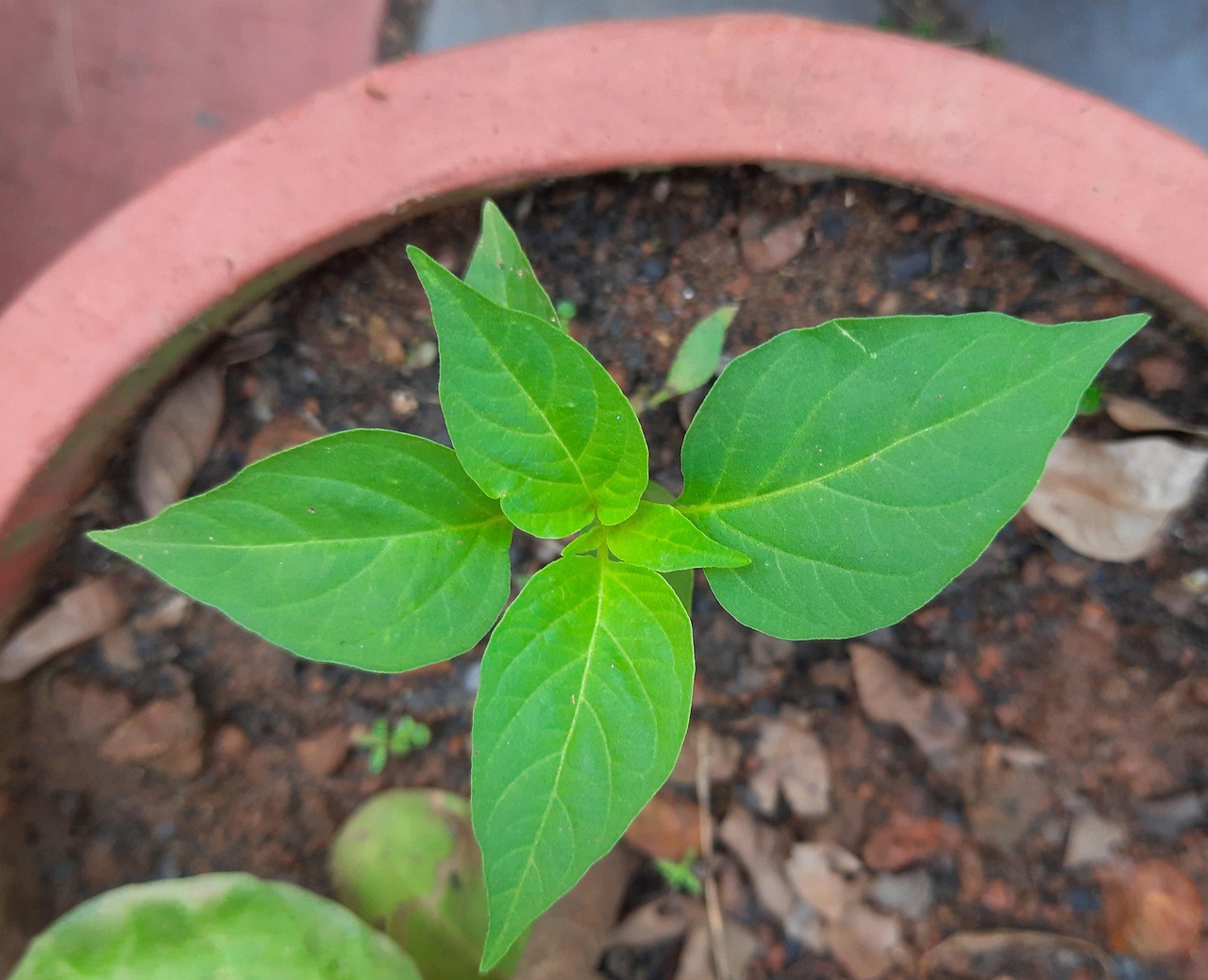 Jeune Piment Pimenter Légume - Photo gratuite sur Pixabay - Pixabay
