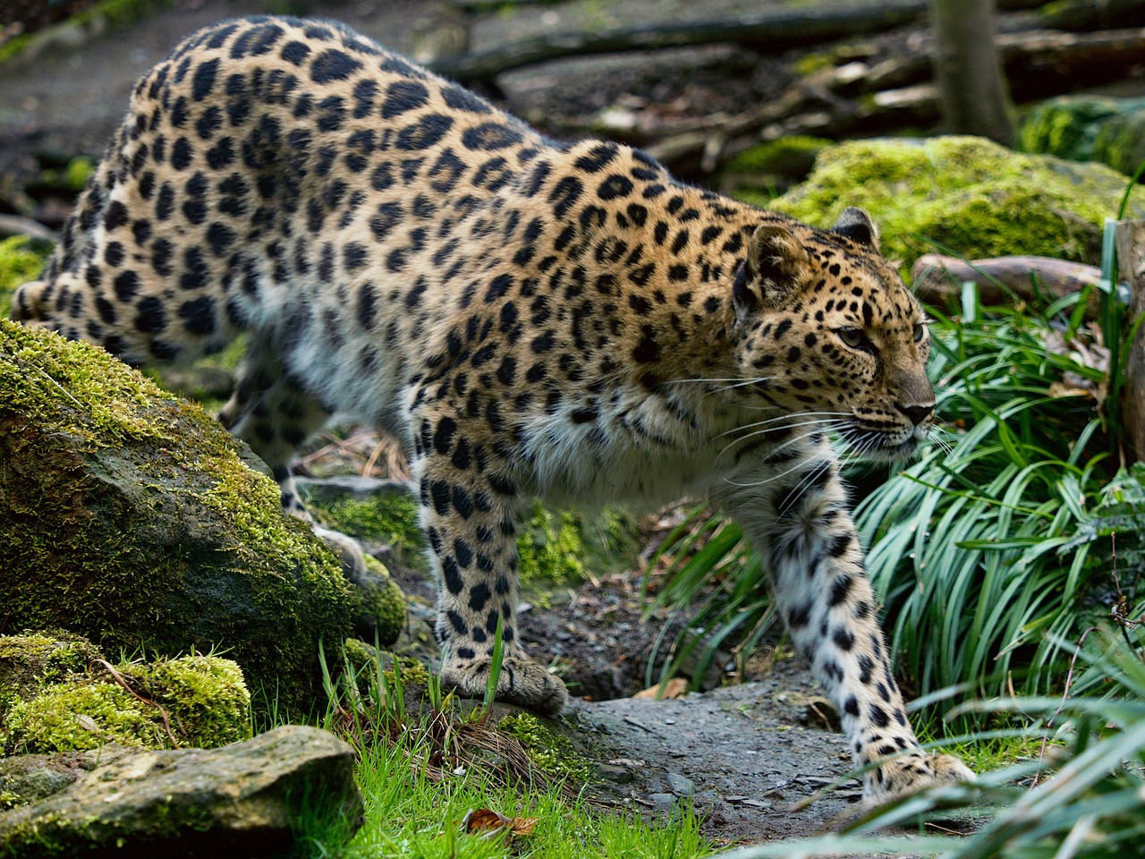 Leopard Feline Predator - Free photo on Pixabay