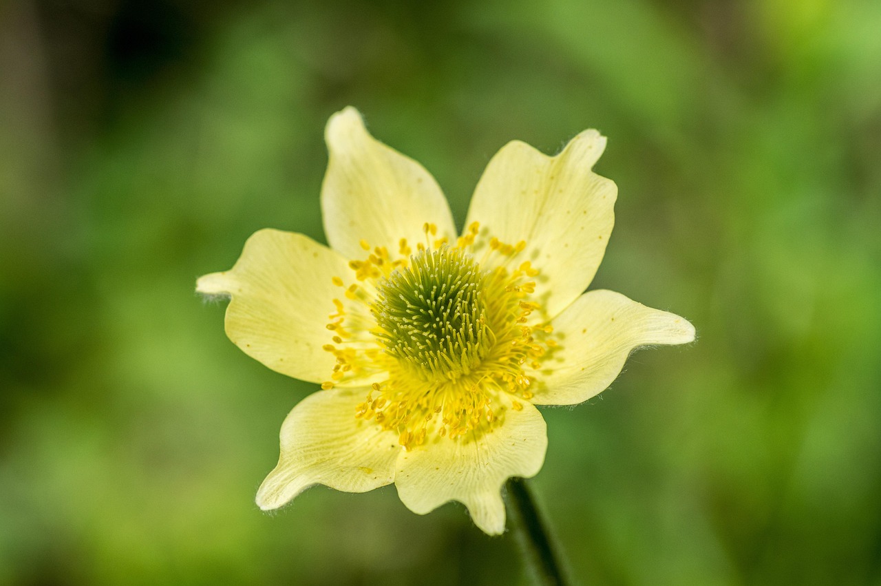 Blume Blütenblätter Stempel - Kostenloses Foto auf Pixabay - Pixabay