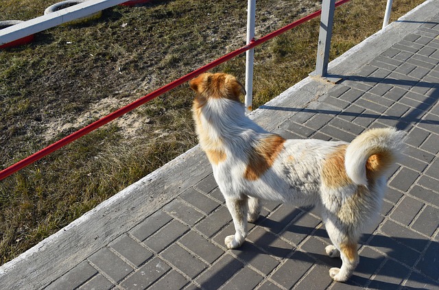 Perro Furry Canalla - Foto gratis en Pixabay - Pixabay