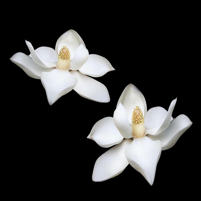 Bunga-Bunga Tanaman Alami - Foto gratis di Pixabay - Pixabay
