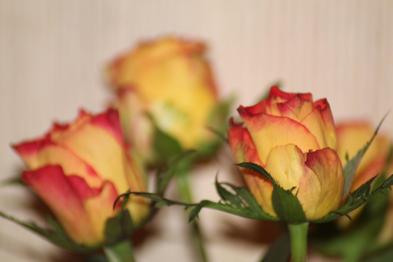 Roses Beautiful Nice - Free photo on Pixabay - Pixabay