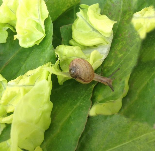 Escargot Salade Animaux - Photo gratuite sur Pixabay - Pixabay