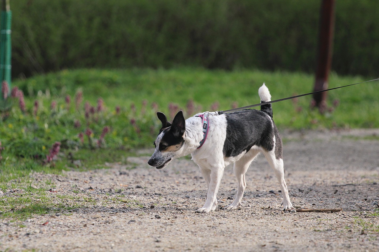 Rat Terrier Dog Walk Walking The - Free photo on Pixabay - Pixabay