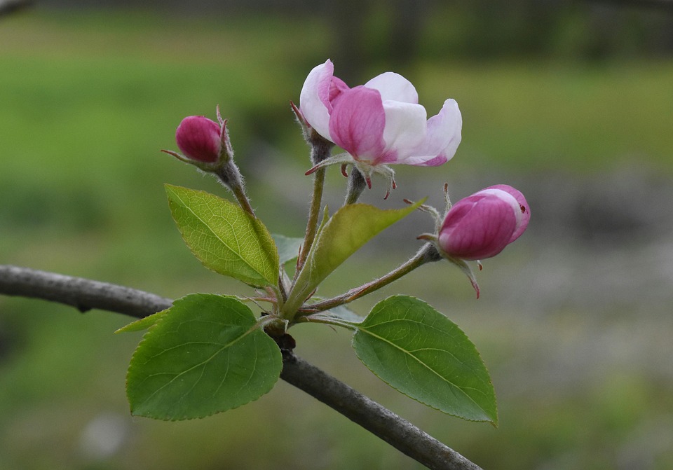 Flowers Of Apple Tree Spring - Free photo on Pixabay - Pixabay