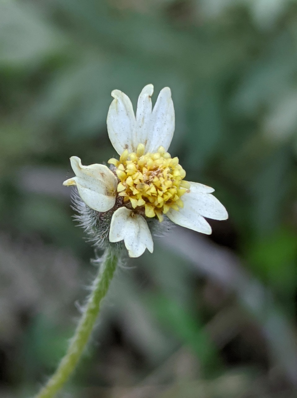 Herbario Tridax Procumbens