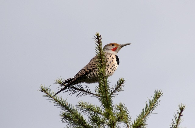 Northern Flicker Woodpecker Birds - Free photo on Pixabay