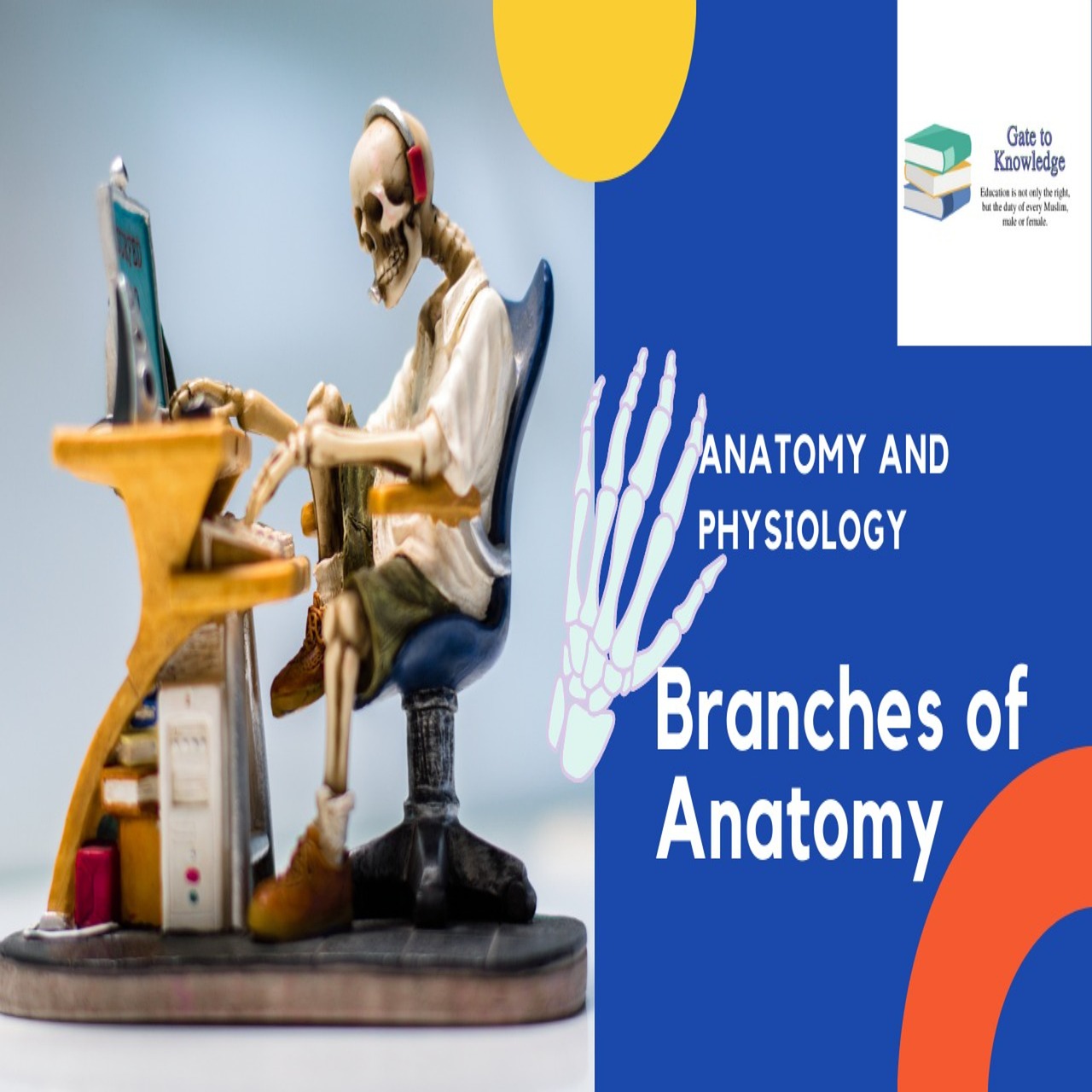 Branches De L'Anatomie Anatomie - Photo gratuite sur Pixabay - Pixabay