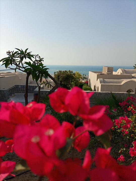 Like Flower - Free photo on Pixabay - Pixabay
