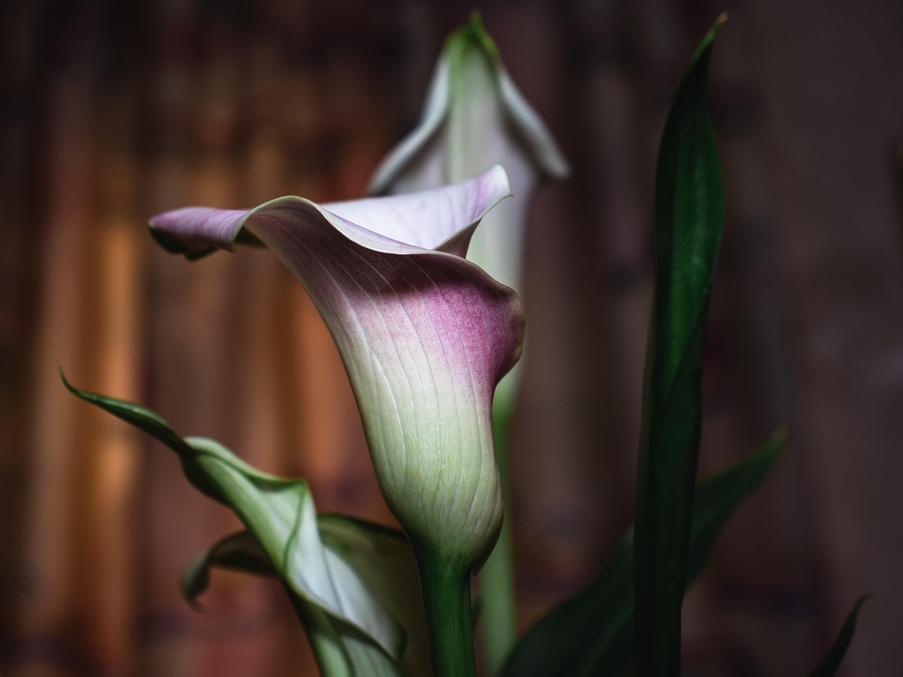 Calla Lily Flower Blossom - Free photo on Pixabay