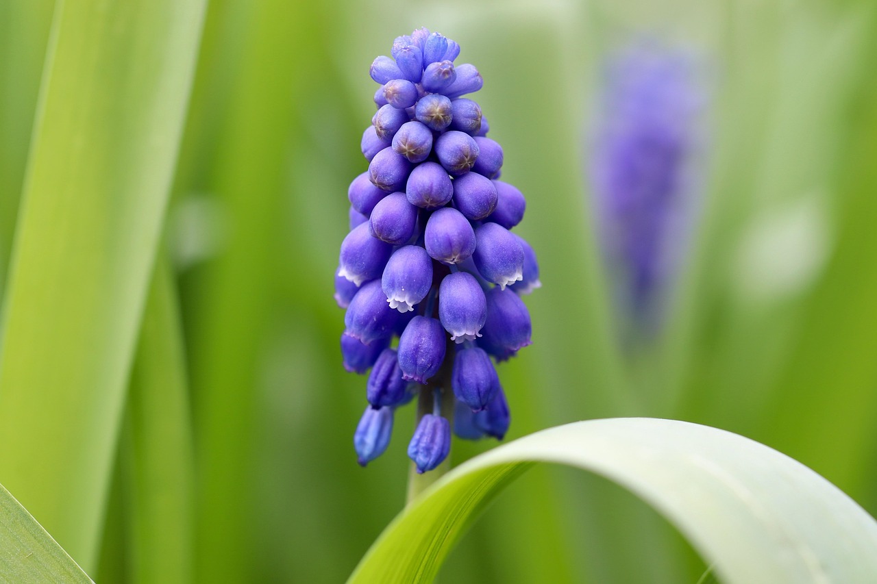 Grape Hyacinth Flowers Plant - Free photo on Pixabay