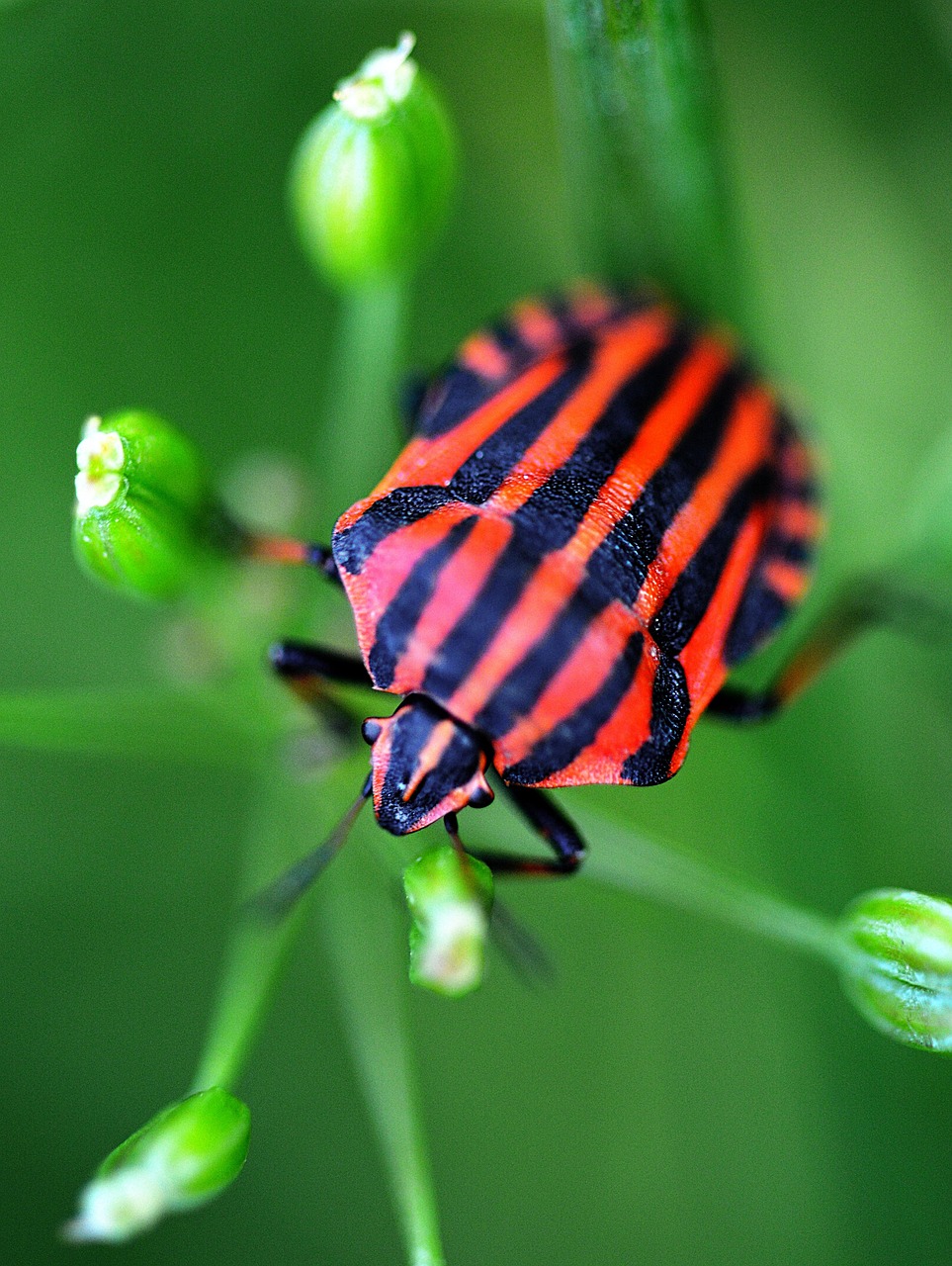 Striped Shield Bug Ac - Ingyenes fotó a Pixabay-en - Pixabay