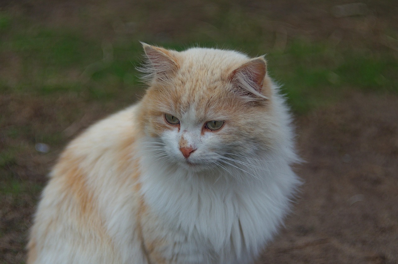 Cat Portrait Félin Animal De - Photo gratuite sur Pixabay - Pixabay