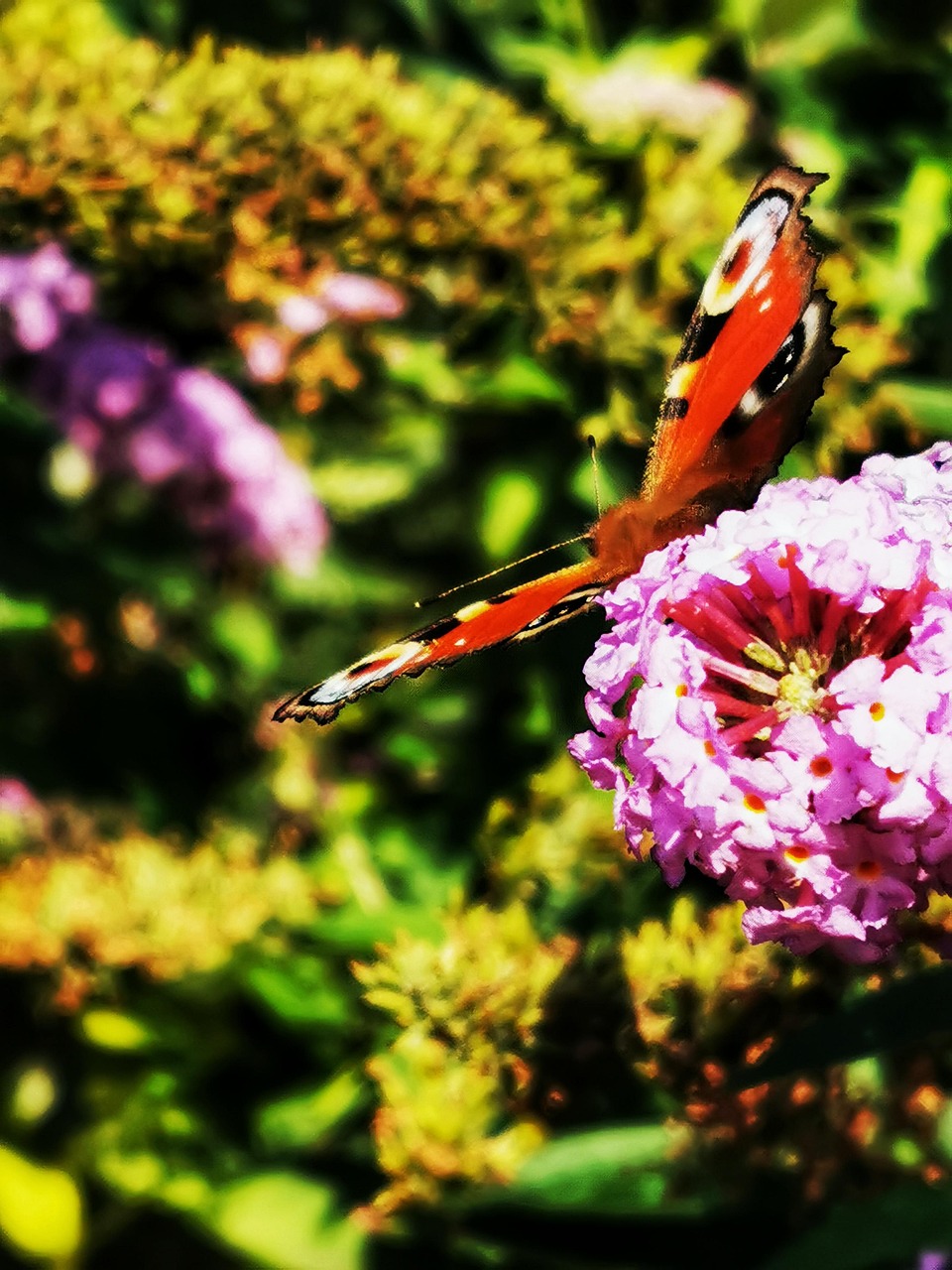 Butterfly Summer - Free photo on Pixabay - Pixabay