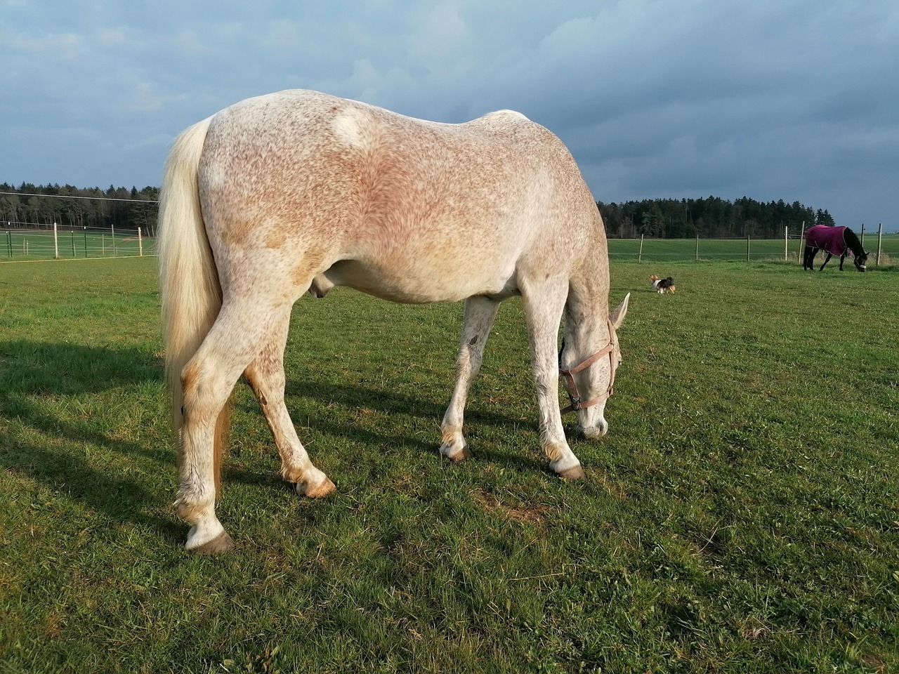 Horse Animal Pasture - Free photo on Pixabay - Pixabay