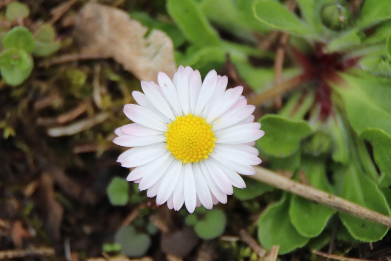 Daisy Flower Plant White - Free photo on Pixabay - Pixabay