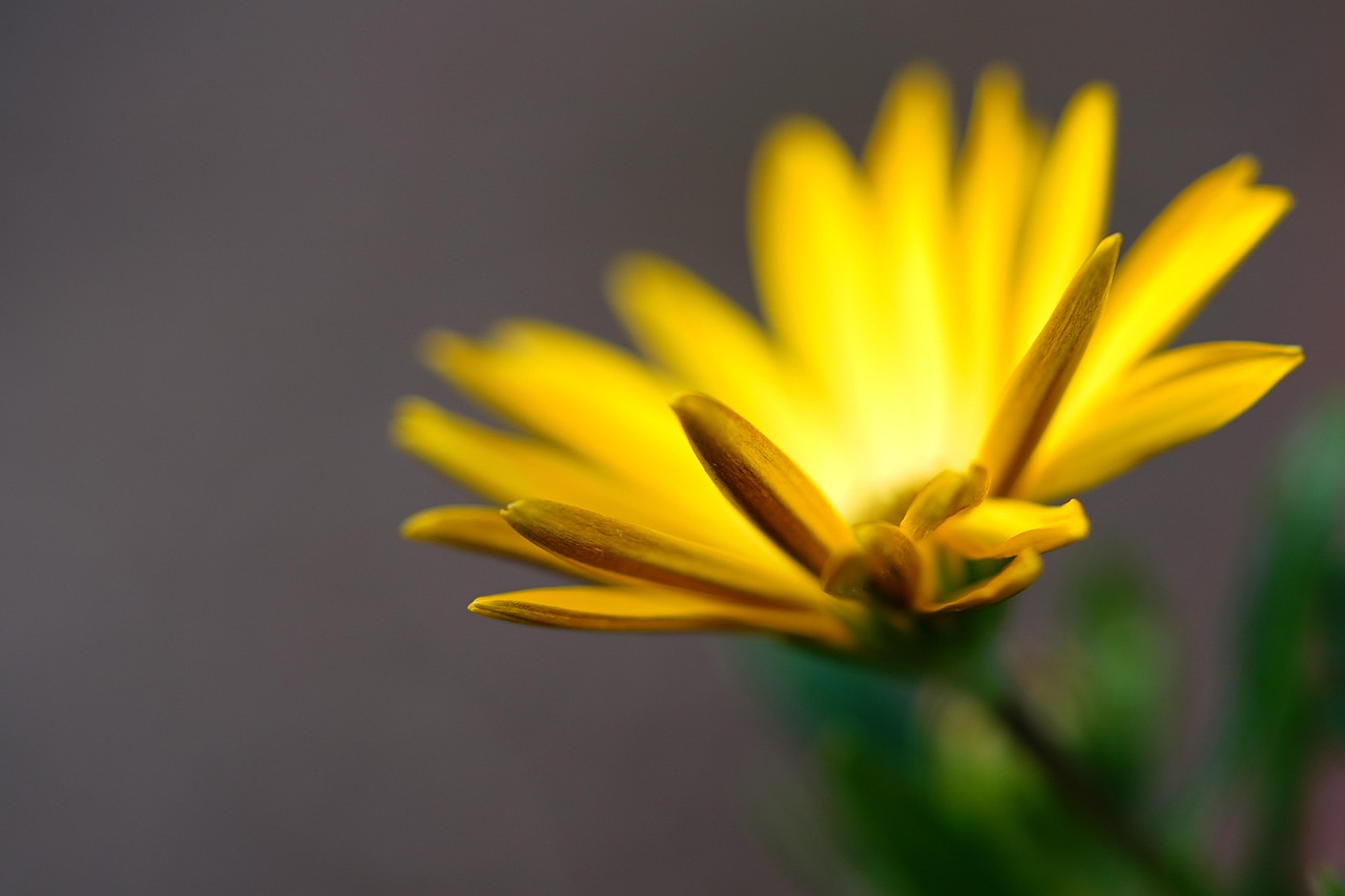 Margarida Flor Amarela Florescer - Foto gratuita no Pixabay - Pixabay