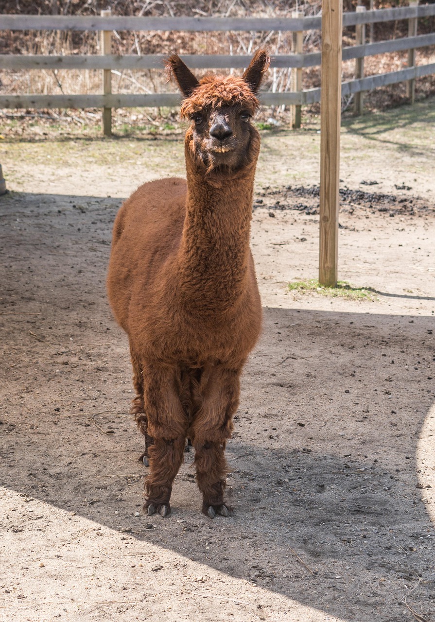 Alpaca Brown Mammal - Free photo on Pixabay - Pixabay