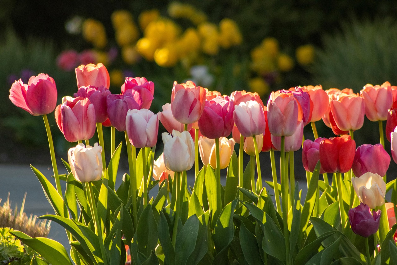 Tulipanes Flores Jardín - Foto gratis en Pixabay - Pixabay