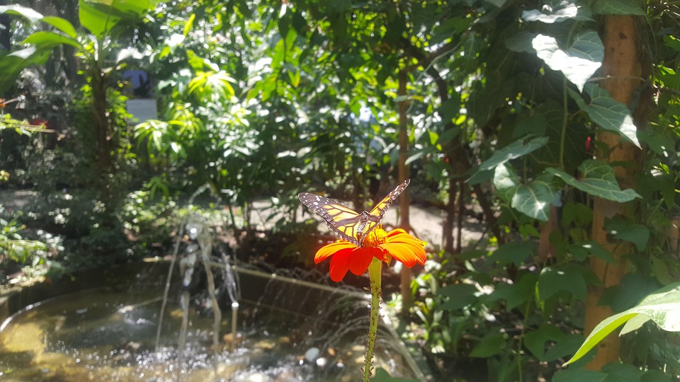 Butterflies Butterfly Farm - Free photo on Pixabay - Pixabay