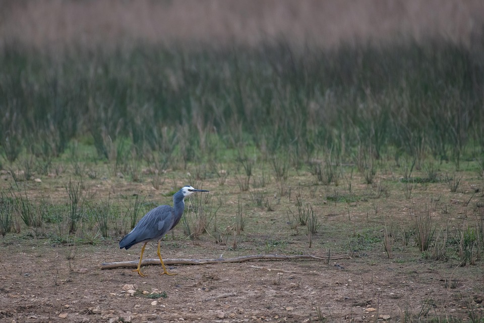 Garza Cara Blanca Egretta - Foto gratis en Pixabay - Pixabay