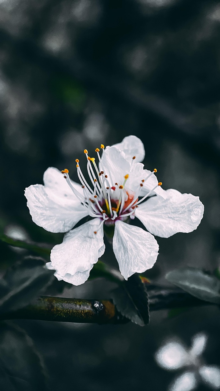 Fleur De Prunier Le - Photo gratuite sur Pixabay - Pixabay