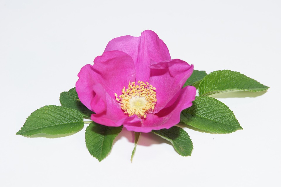 Flower Rosehip Rose - Free photo on Pixabay - Pixabay