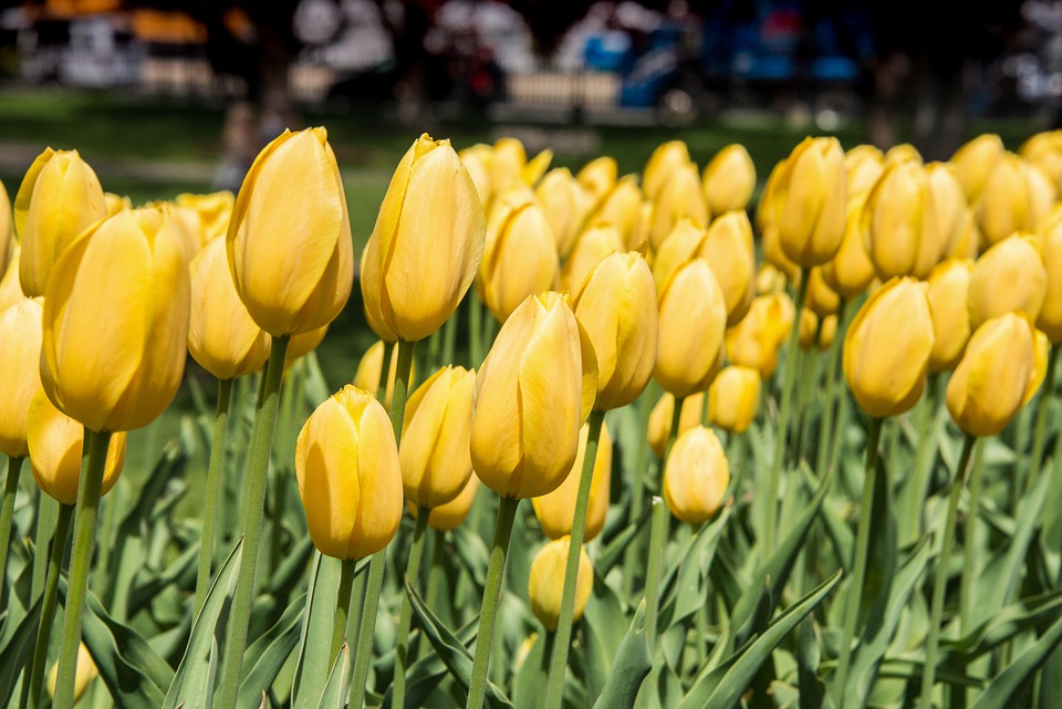 Flowers Tulips Yellow - Free photo on Pixabay - Pixabay