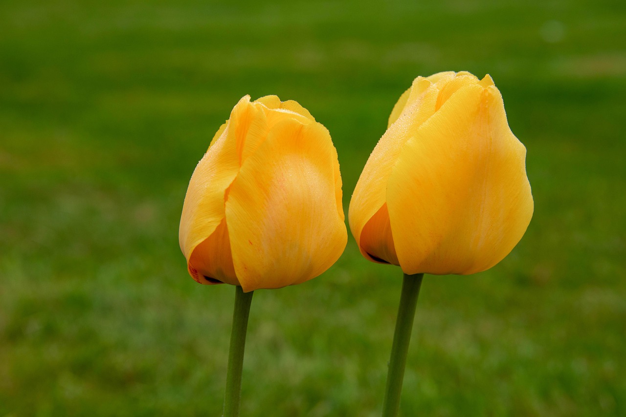 Yellow Flowers Tulips - Free photo on Pixabay - Pixabay