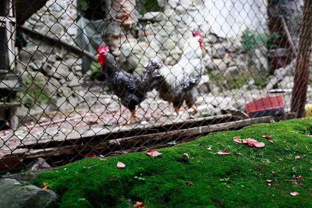 Field Capoeira Chicken - Free photo on Pixabay - Pixabay