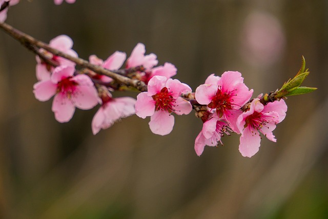 Pink Flowers Cherry Blossoms - Free photo on Pixabay - Pixabay