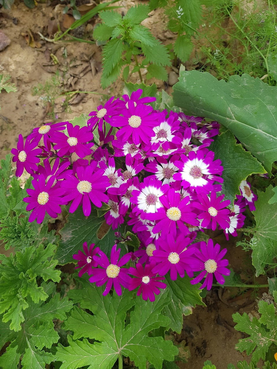 Purple Flowers Petals - Free photo on Pixabay - Pixabay