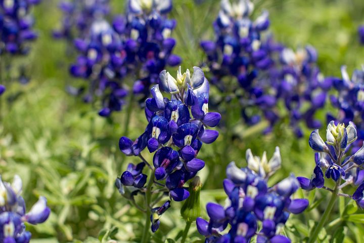 30+ Free Bluebonnets & Texas Images - Pixabay