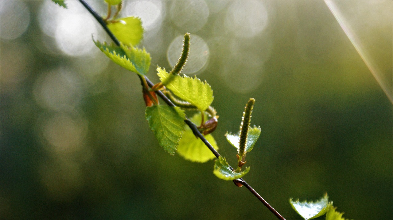 Spring Leaves Branch - Free photo on Pixabay