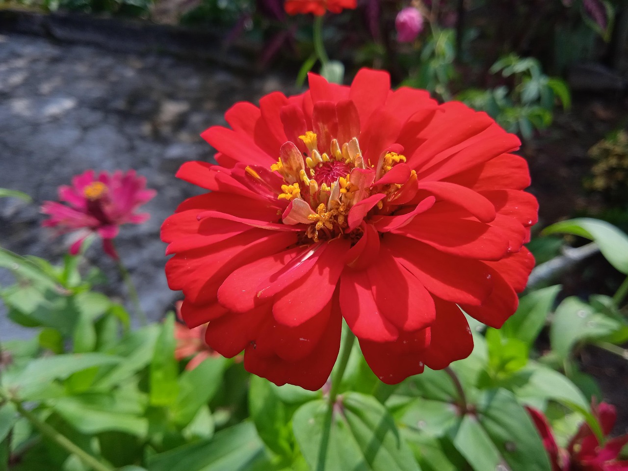 Planta Floreciendo Flor De Zinia - Foto gratis en Pixabay - Pixabay