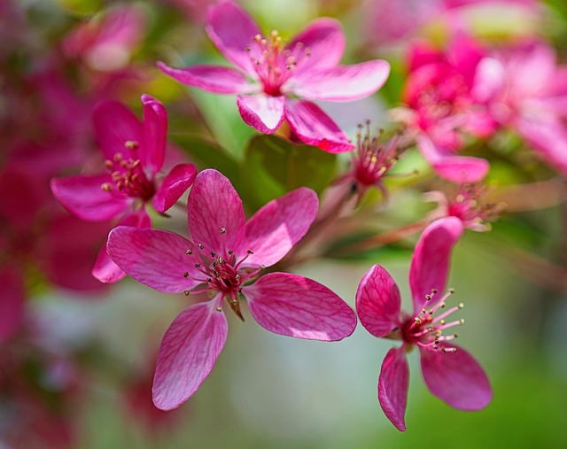 Cherry Blossoms Flowers Pink - Free photo on Pixabay - Pixabay