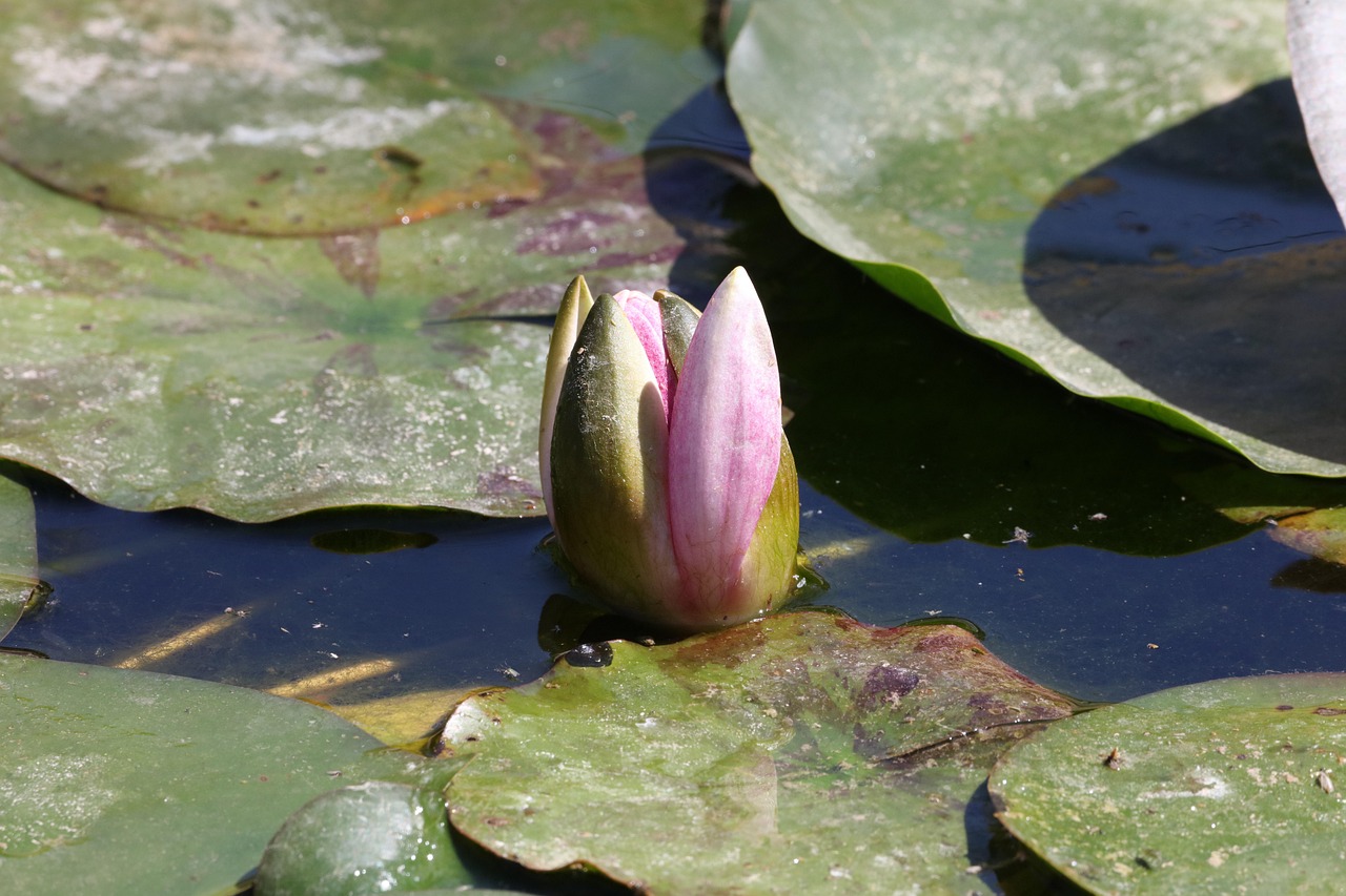Flower Bud Water Lily - Free photo on Pixabay - Pixabay