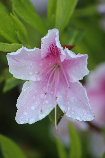 Gouttelettes D'Eau Azalée Rose - Photo gratuite sur Pixabay - Pixabay