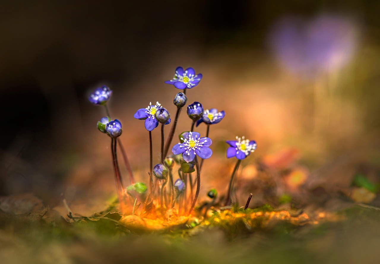Liverwort Flowers Plant Anemone - Free photo on Pixabay - Pixabay