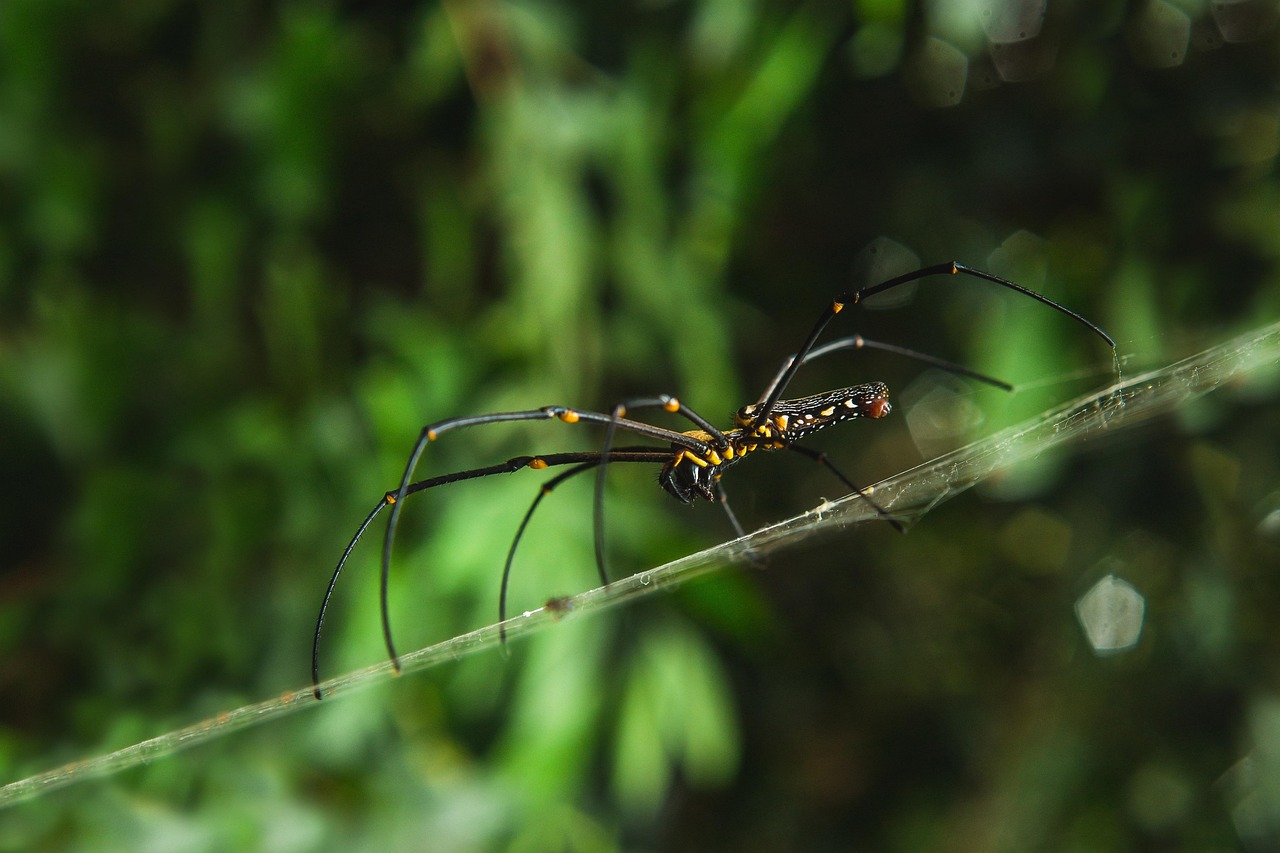 Spider Arachnid Cobweb - Free photo on Pixabay - Pixabay