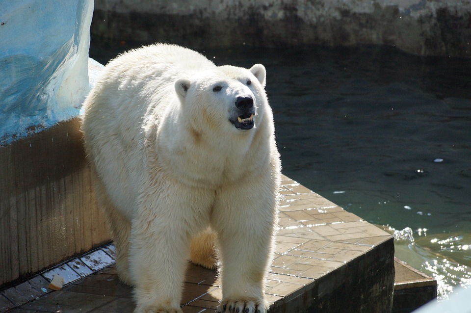 Polar Bear White - Free photo on Pixabay