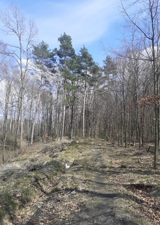 Nature Forêt Les Bois Des - Photo gratuite sur Pixabay - Pixabay