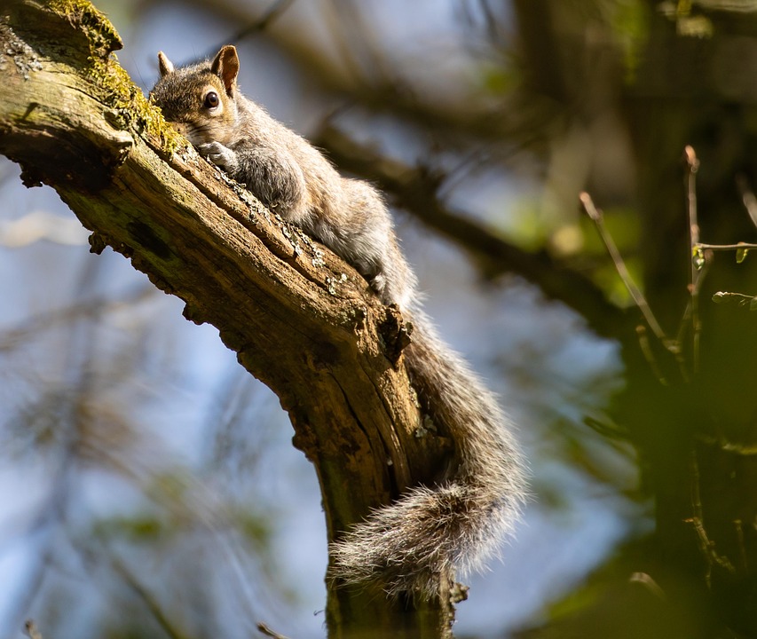 Squirrel Rodent Grey - Free photo on Pixabay - Pixabay