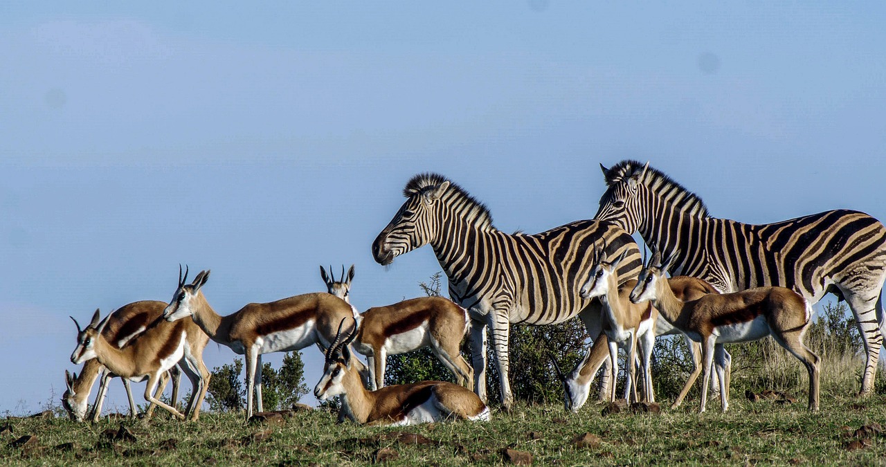 Zebra Mammal Wildlife - Free photo on Pixabay - Pixabay